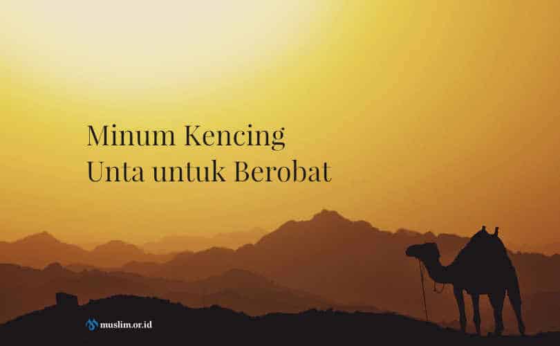 Minum Kencing Unta untuk Berobat
